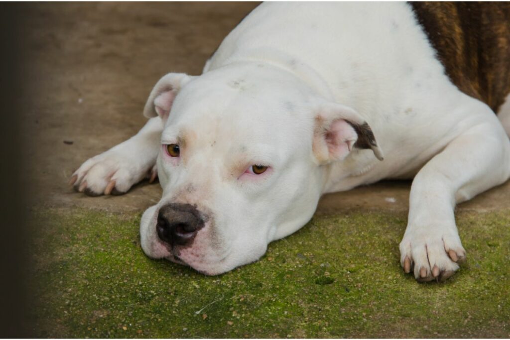 How Much Does A Pitbull Weigh? - Bullypaws.org
