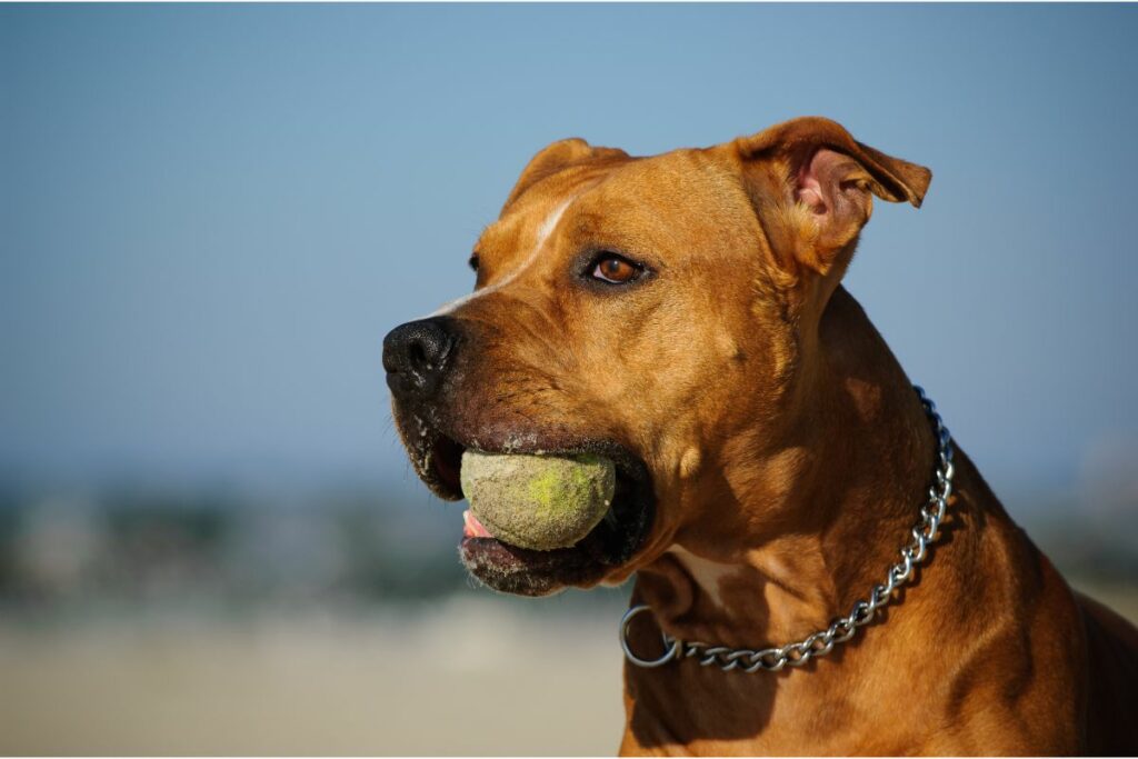How Smart Are Pit Bulls? - Bullypaws.org