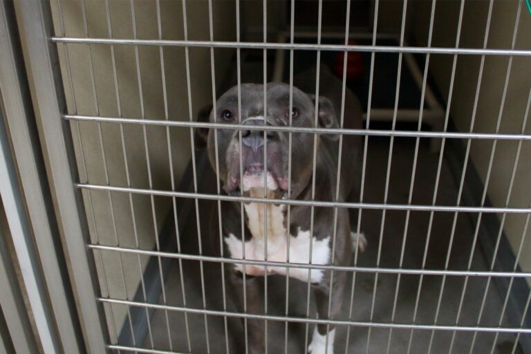 Meet the Frenchie-Pit: Consider Adopting a French Bulldog Pitbull Mix ...