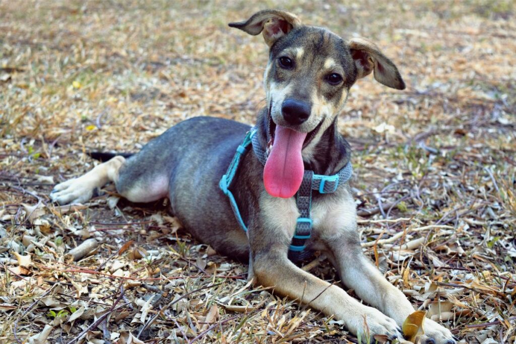 What Are Rescue Dogs? - Bullypaws.org