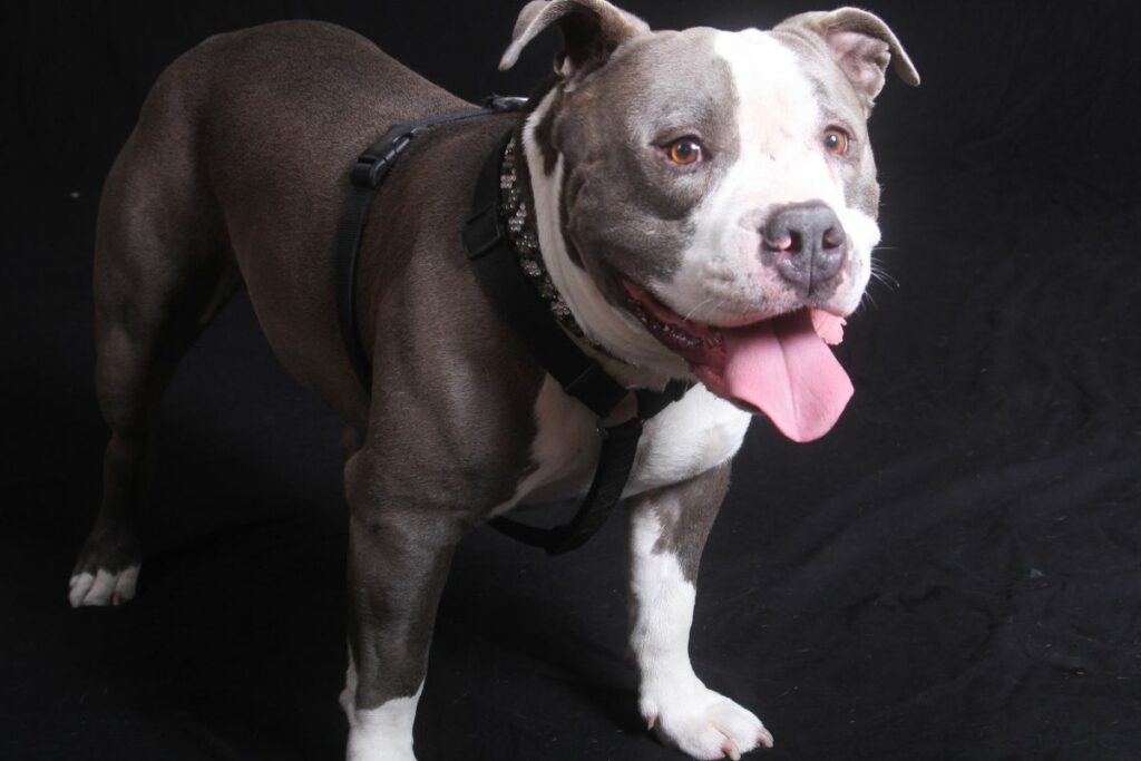 What Is A Micro Bully? - Bullypaws.org