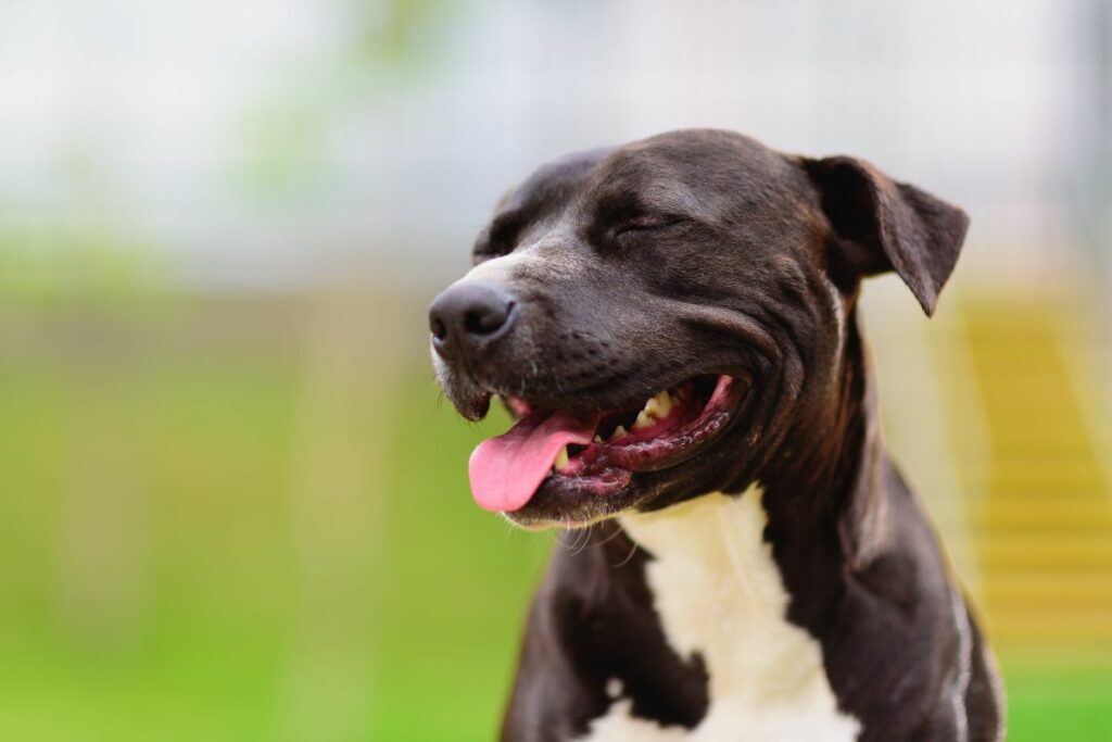 When Do Pitbulls Stop Growing? - Bullypaws.org