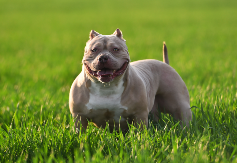Your Guide To The Exotic Bully Dog Breed - Bullypaws.org