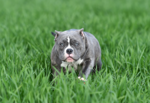 Your Guide To The Pocket Bully Dog Breed - Bullypaws.org