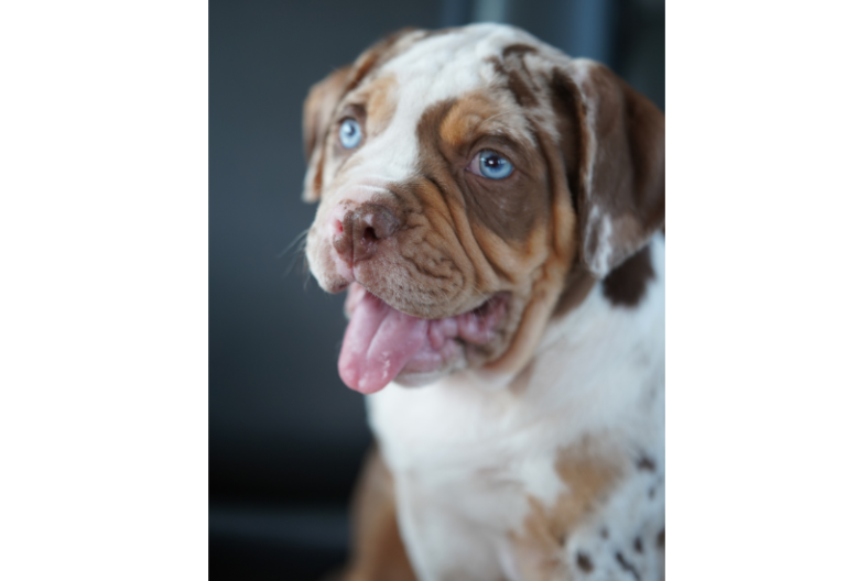 The Merle Bully: What You Need To Know | Unsuspecting Pet Owners ...