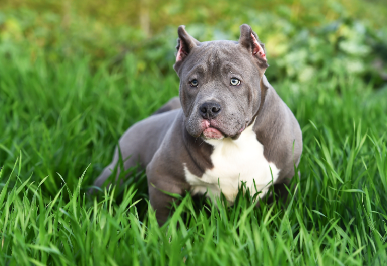 Why Are Micro Bullies So Expensive? | Exploring the Cost and Rarity of ...