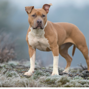 Uncovering the American Bully History | How & Why This Dog Breed Was ...